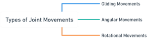 Types of Joint Movements - Free Topic wise notes | Firsthope